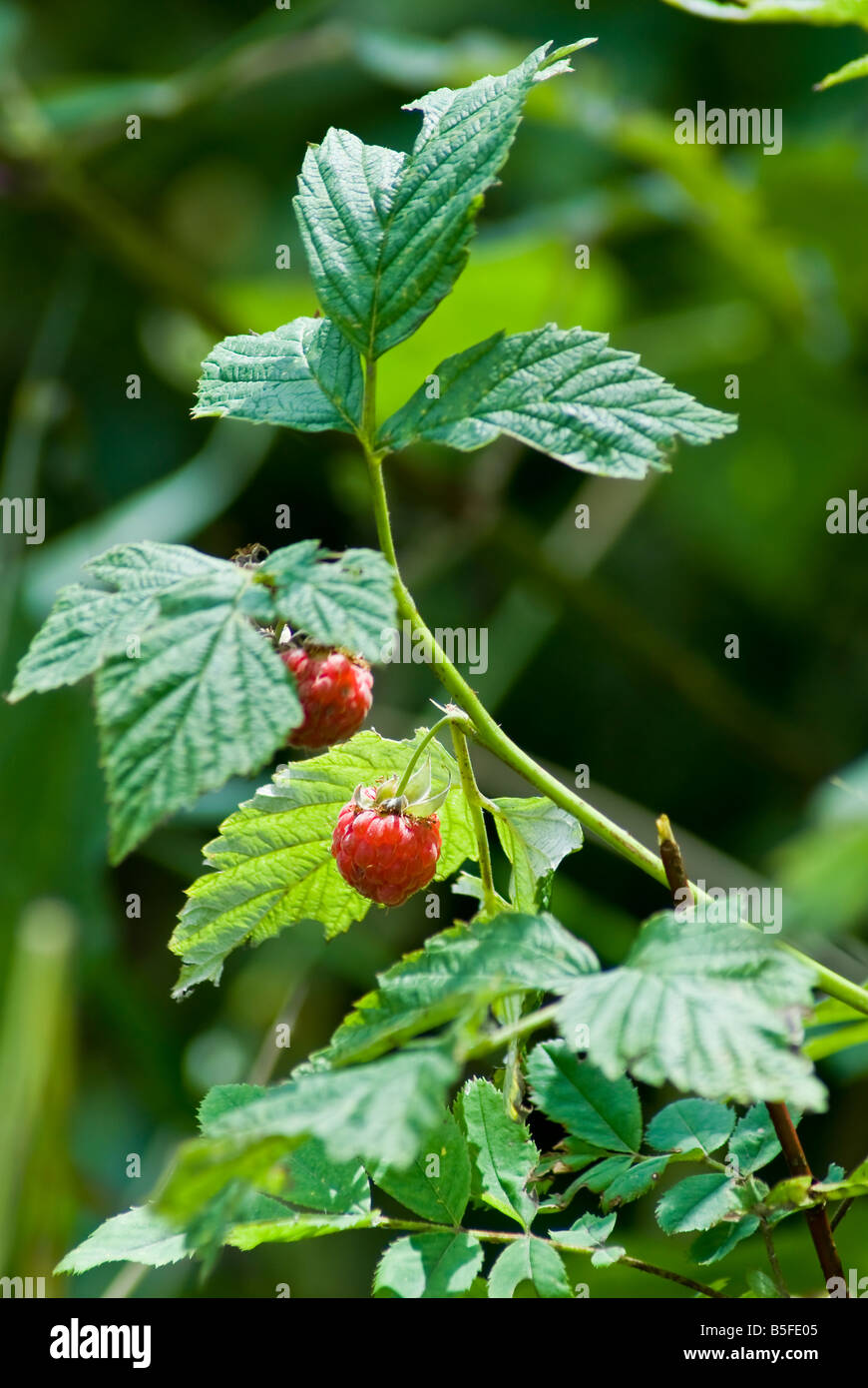 Wild raspberry hi-res stock photography and images - Alamy
