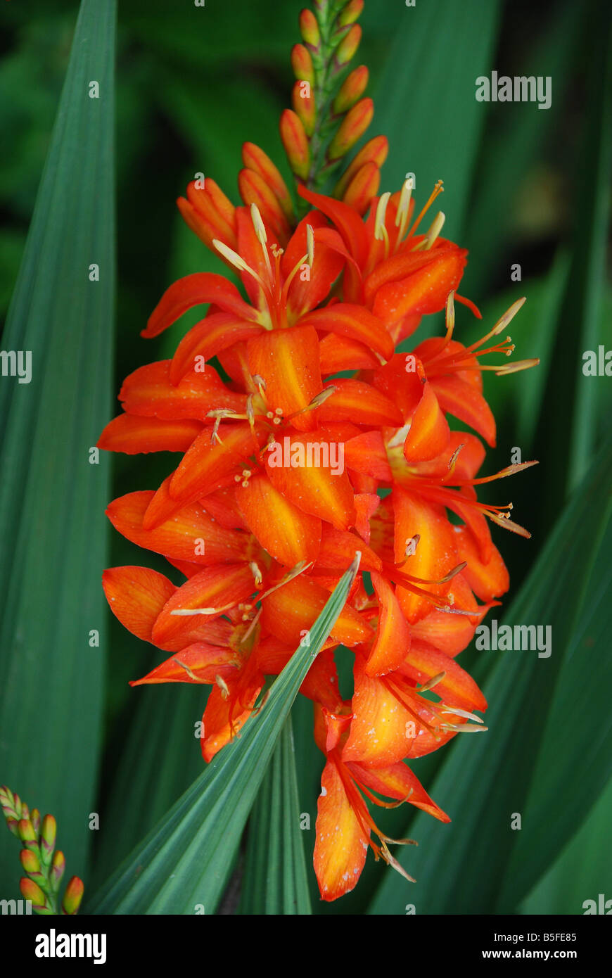 Orange Flower Spike High Resolution Stock Photography and Images - Alamy