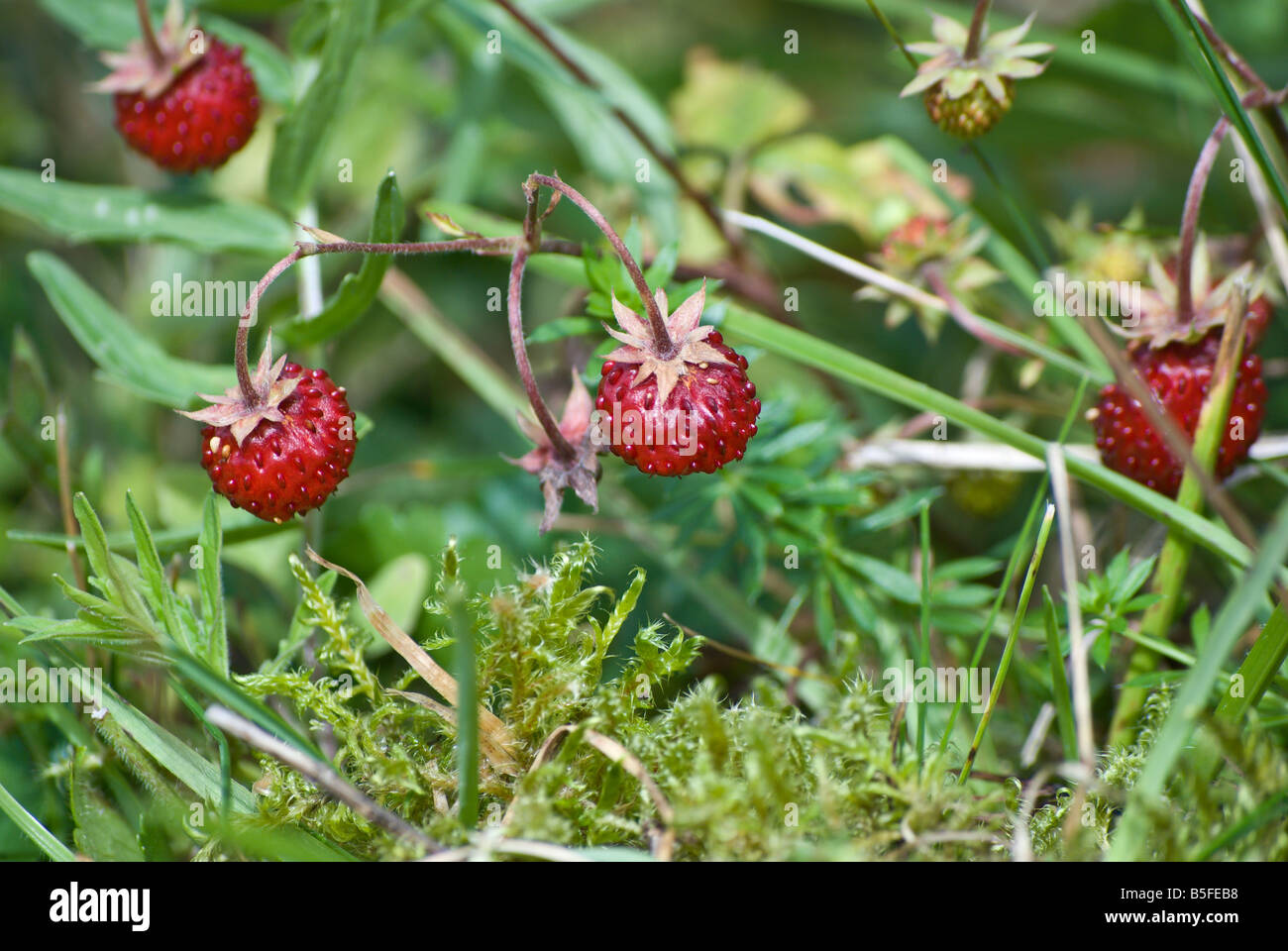 Wild strawberries hi-res stock photography and images - Alamy