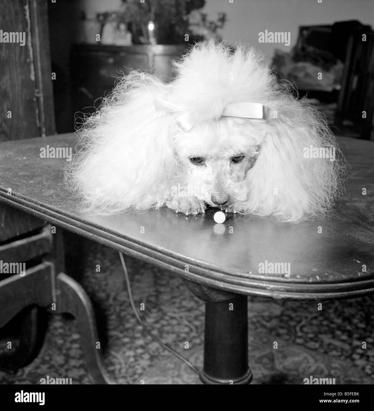 7 year old poodle "Lori" whose owner Mrs. Dolly Nunn lives in Chelsea ...