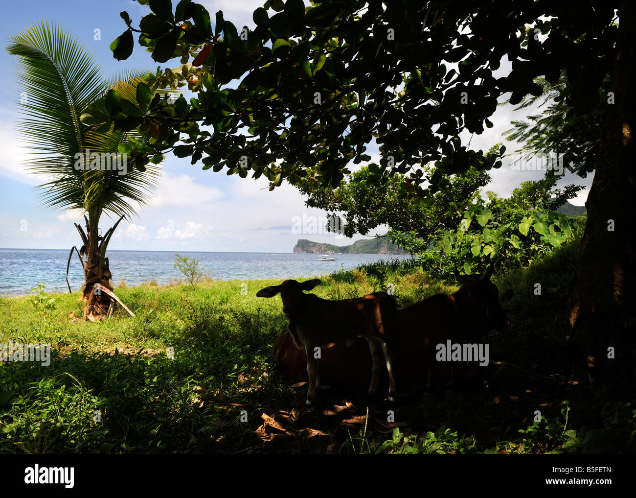 A COW AND HER CALF SHADE BENEATH A TREE ON A BEACH NEAR SOUFRIERE ST ...