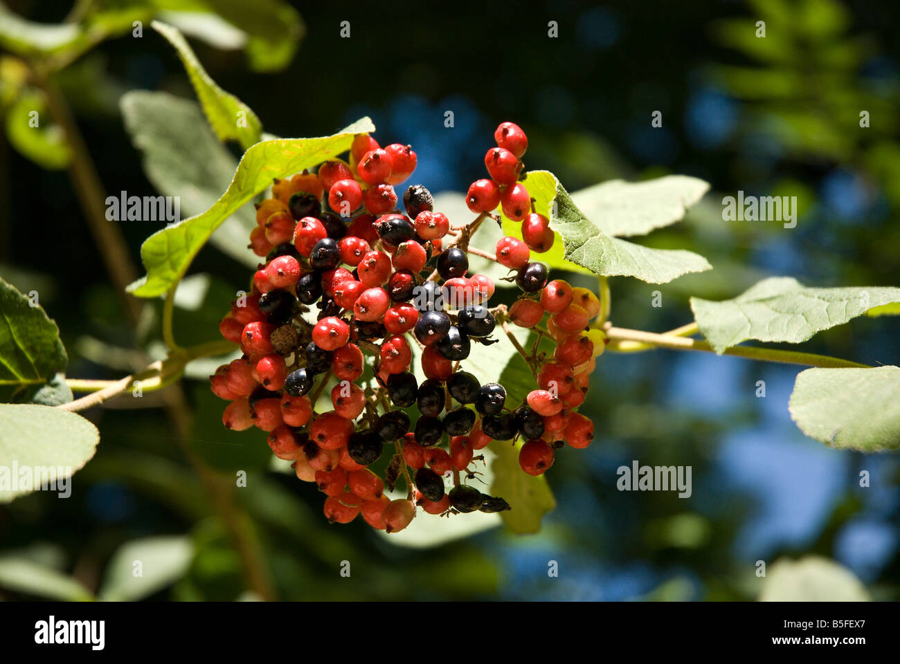 Viburnum lantana deciduous shrub Wayfaring Tree (toxic Stock Photo - Alamy