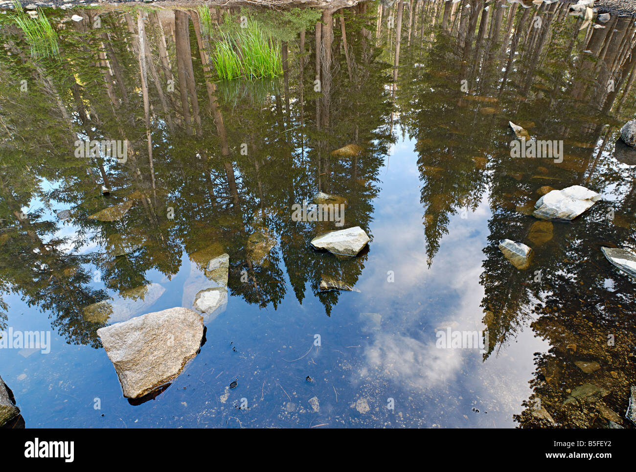 Leaf reflection lake puddle hi-res stock photography and images - Alamy