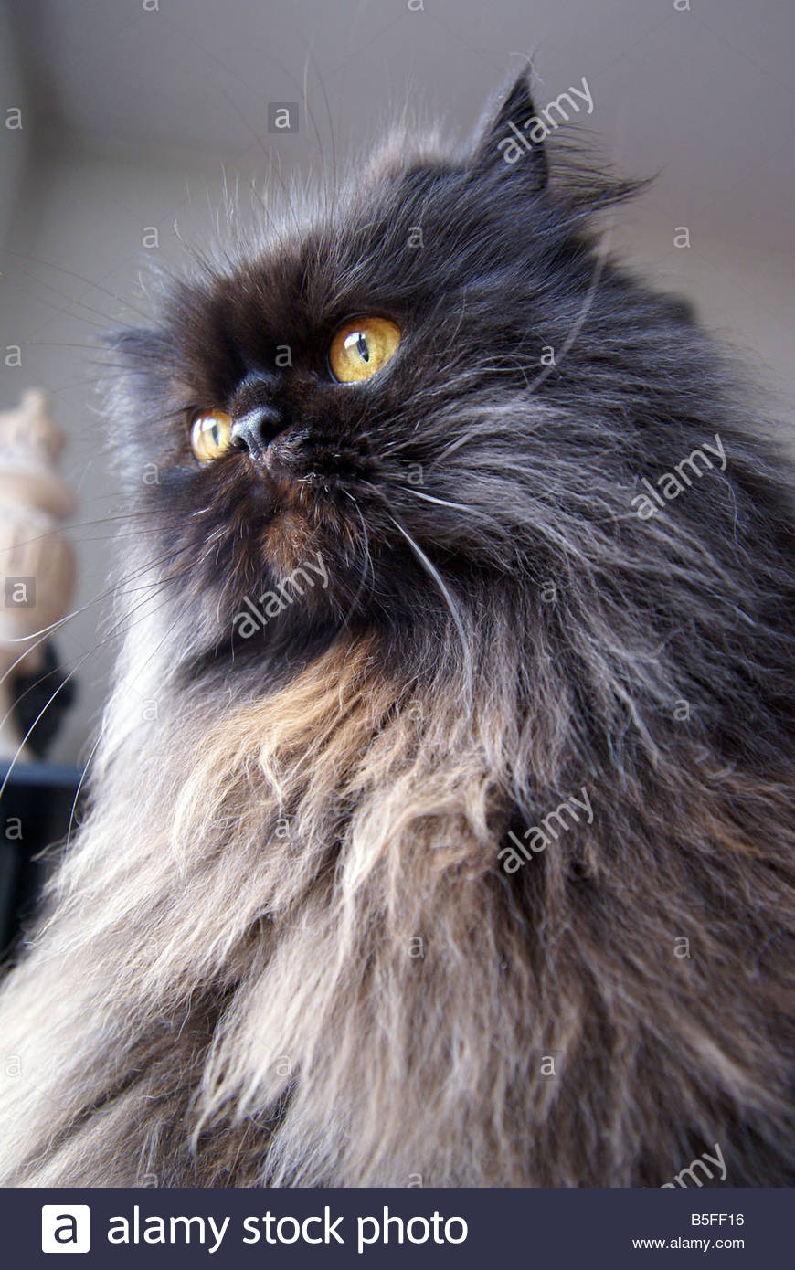 Persian Cat Stock Photos & Persian Cat Stock Images - Alamy