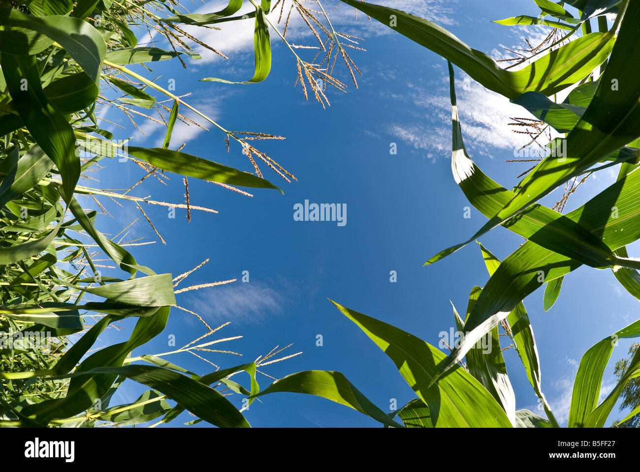 Looking up through a ring of corn stalks Stock Photo - Alamy