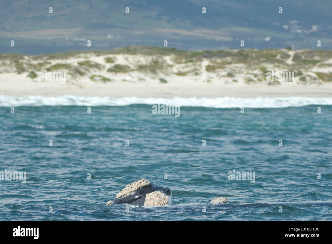 Balaena australis hi-res stock photography and images - Alamy