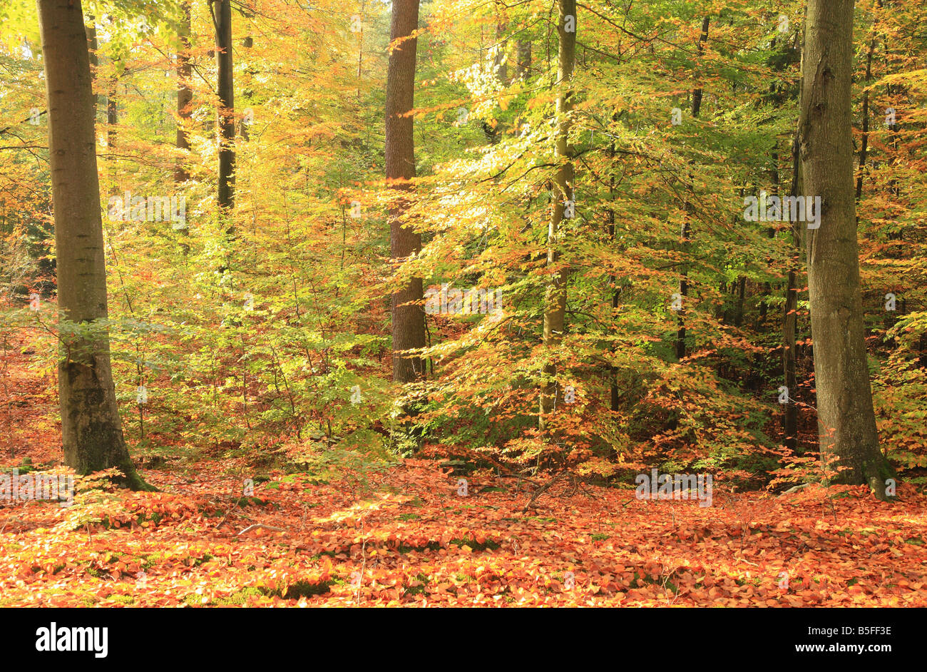 Beech forest in autumn.Fagus sylvatica Stock Photo - Alamy