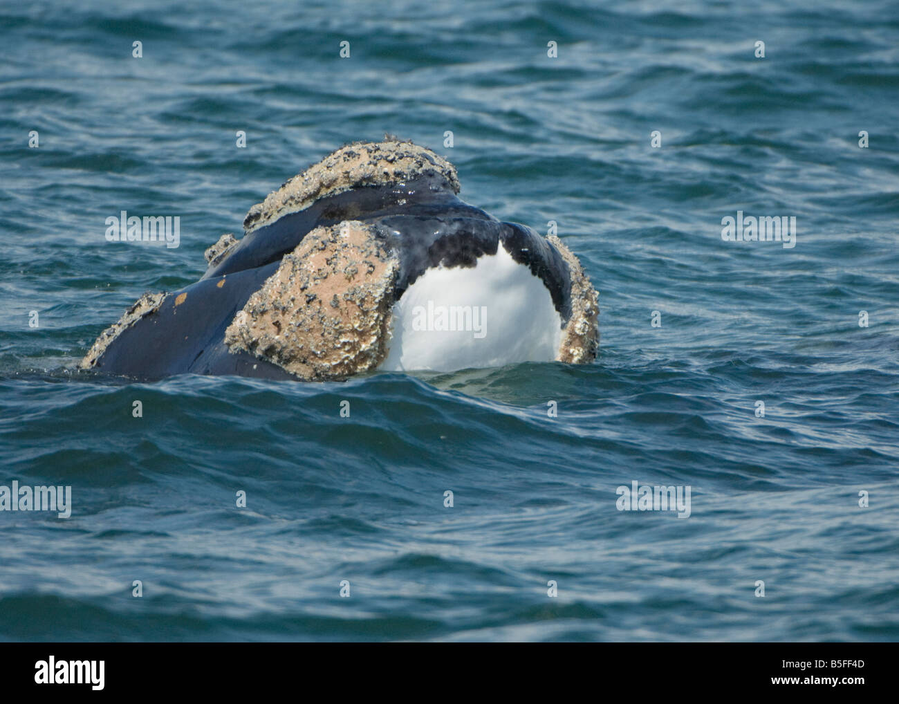Southern Right Whale breaking the surface off the coast of Cape Town ...