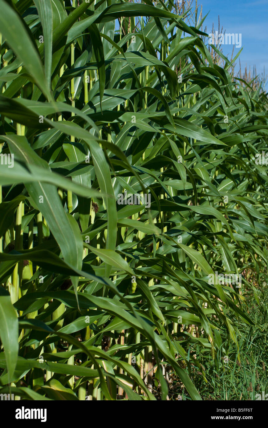 Stalks of corn hi-res stock photography and images - Alamy