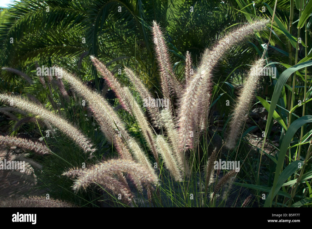 PENNISETUM GRASSES Lush exotic greenery with sunlit Pennisetum ...