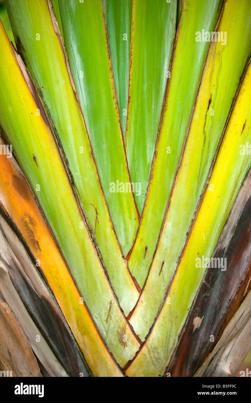 Ravenala madagascariensis LEAF OF RAVENALE IN REUNION ISLAND Stock ...