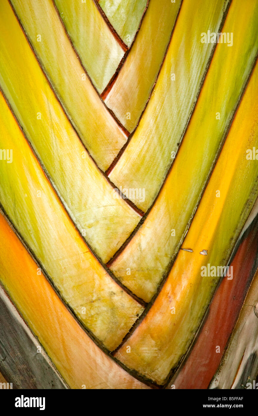 ravenala madagascariensis LEAF OF RAVENALE IN REUNION ISLAND Stock ...