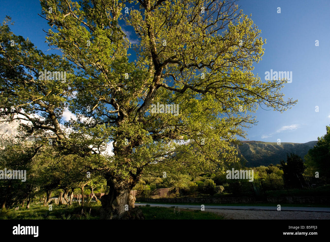 Sessile oak in spring hi-res stock photography and images - Alamy