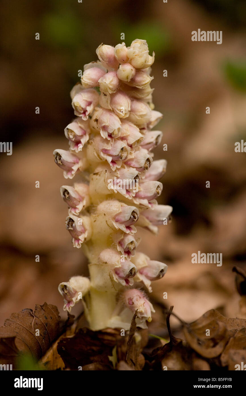 Lathraea squamaria nature hi-res stock photography and images - Alamy