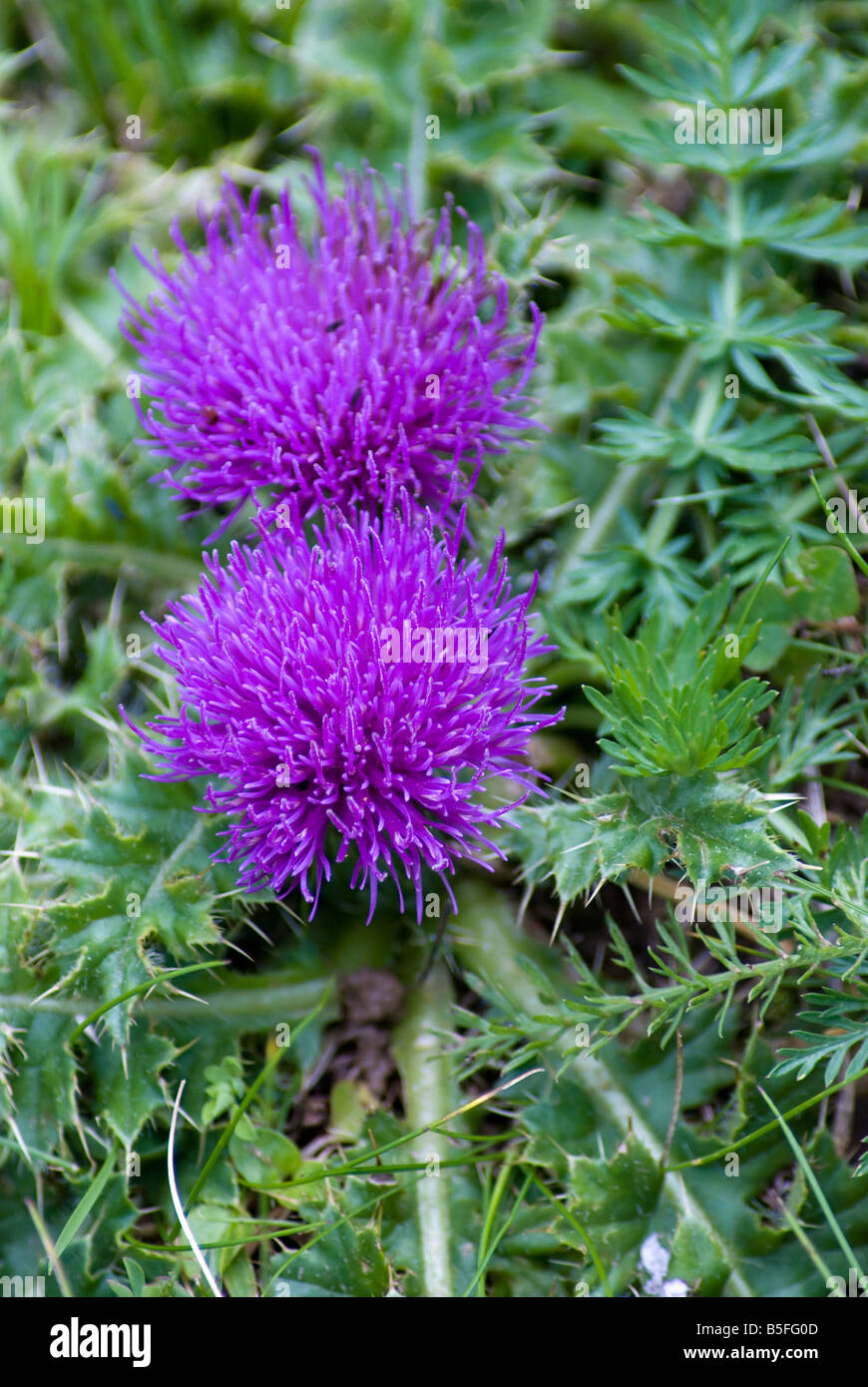 Cirsium asteraceae hi-res stock photography and images - Alamy