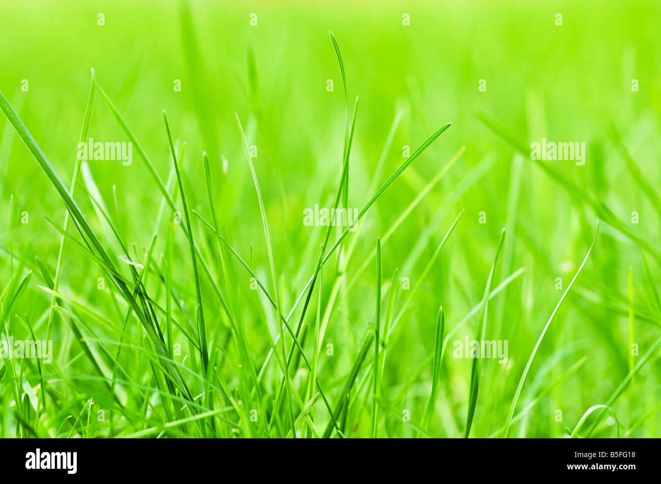 Natural background of green grass blades close up Stock Photo - Alamy