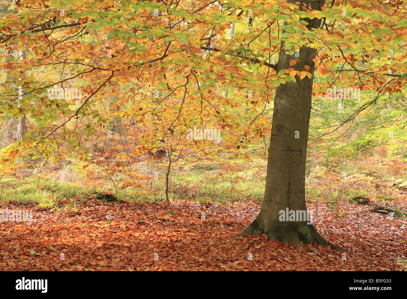 Beech tree in autumn.Fagus sylvatica Stock Photo - Alamy