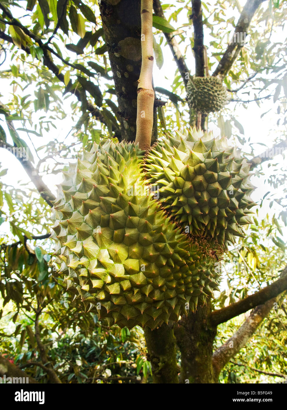 Durian fruit growing on tree Stock Photo - Alamy