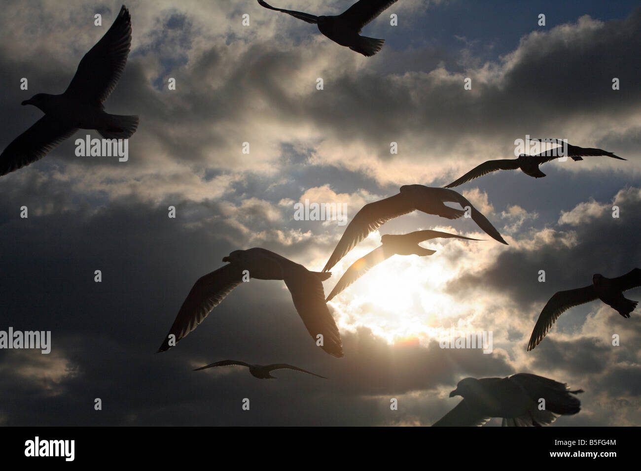 Protection against wild animals hi-res stock photography and images - Alamy