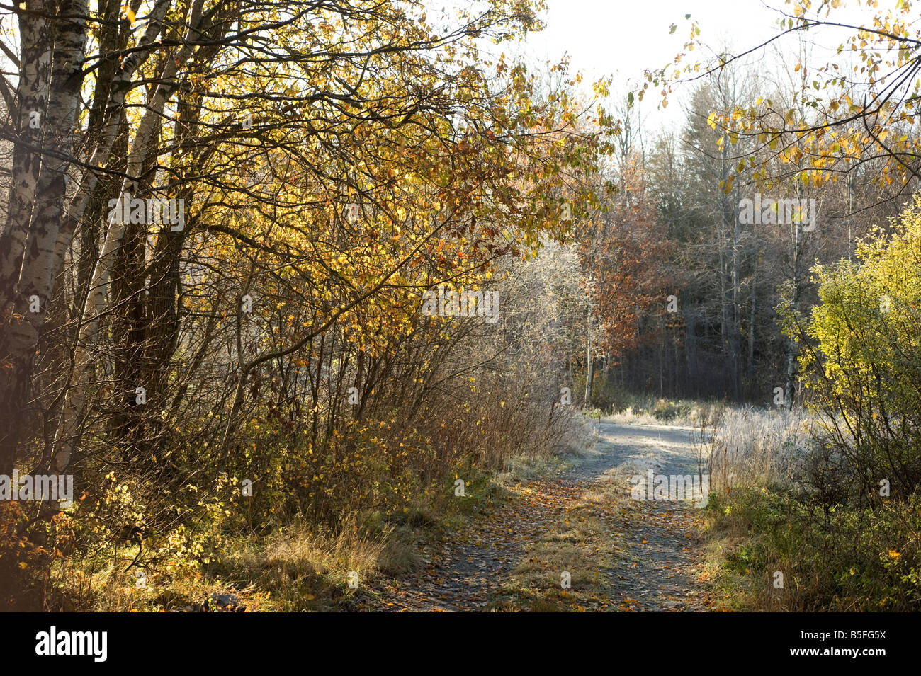Autum in Sweden Stock Photo - Alamy