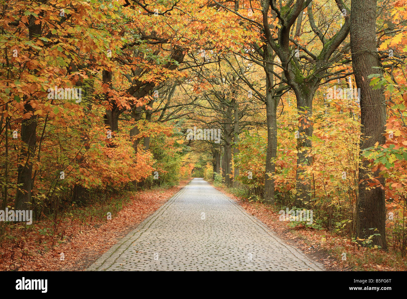 Old red oak trees lane in autumn.Quercus rubra Stock Photo - Alamy