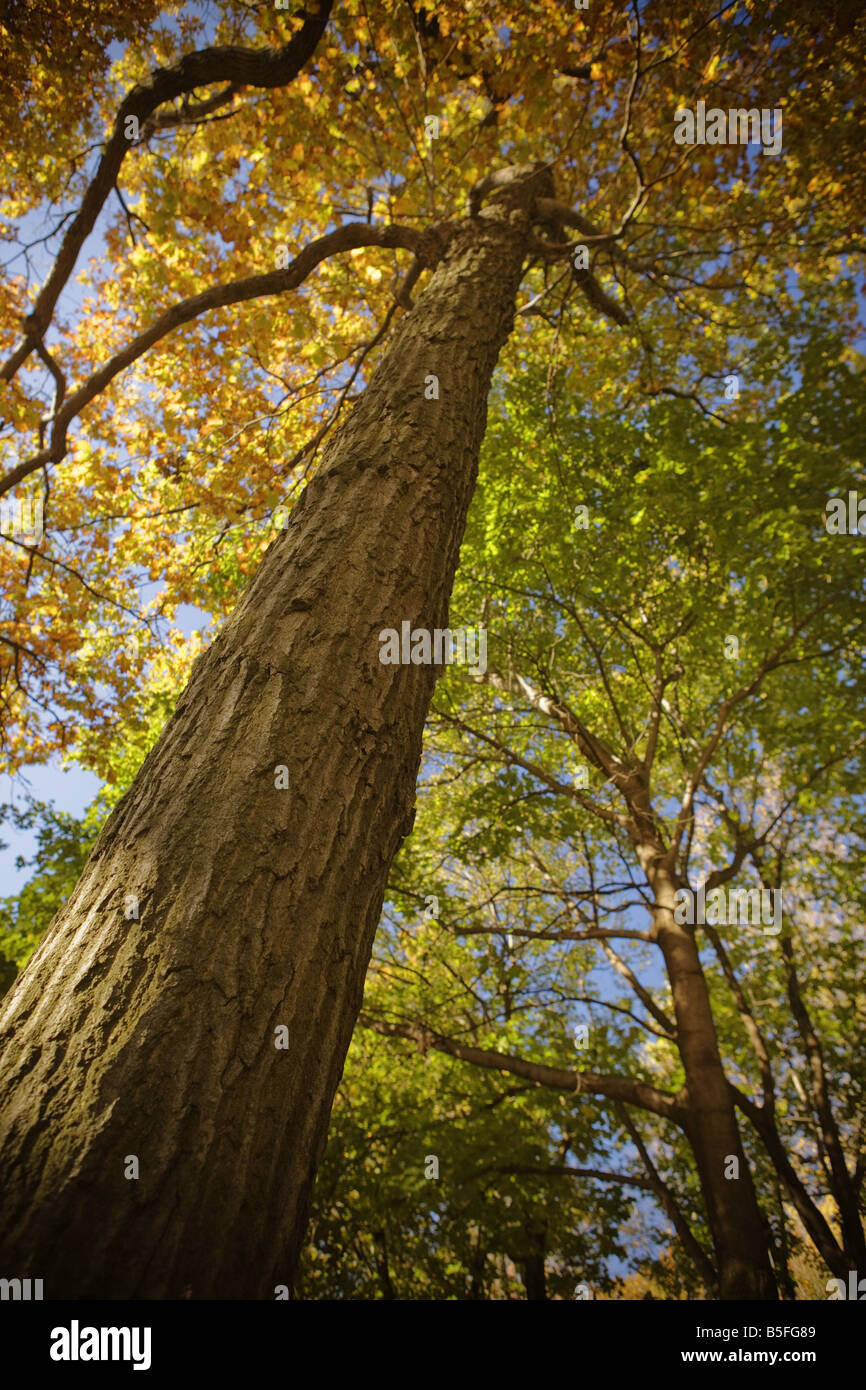 colorful maple tree Stock Photo - Alamy