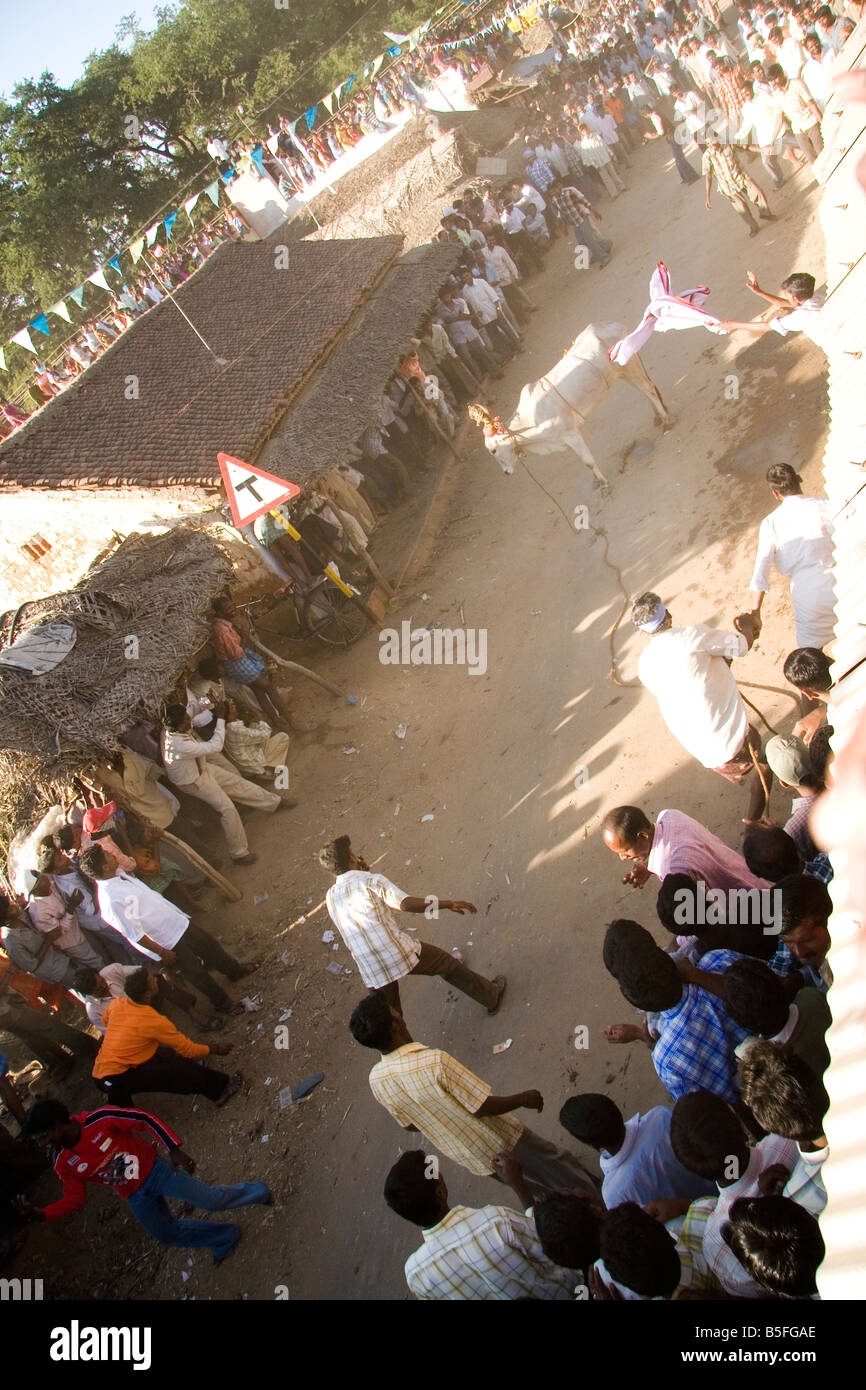 Bull running festivals hi-res stock photography and images - Alamy
