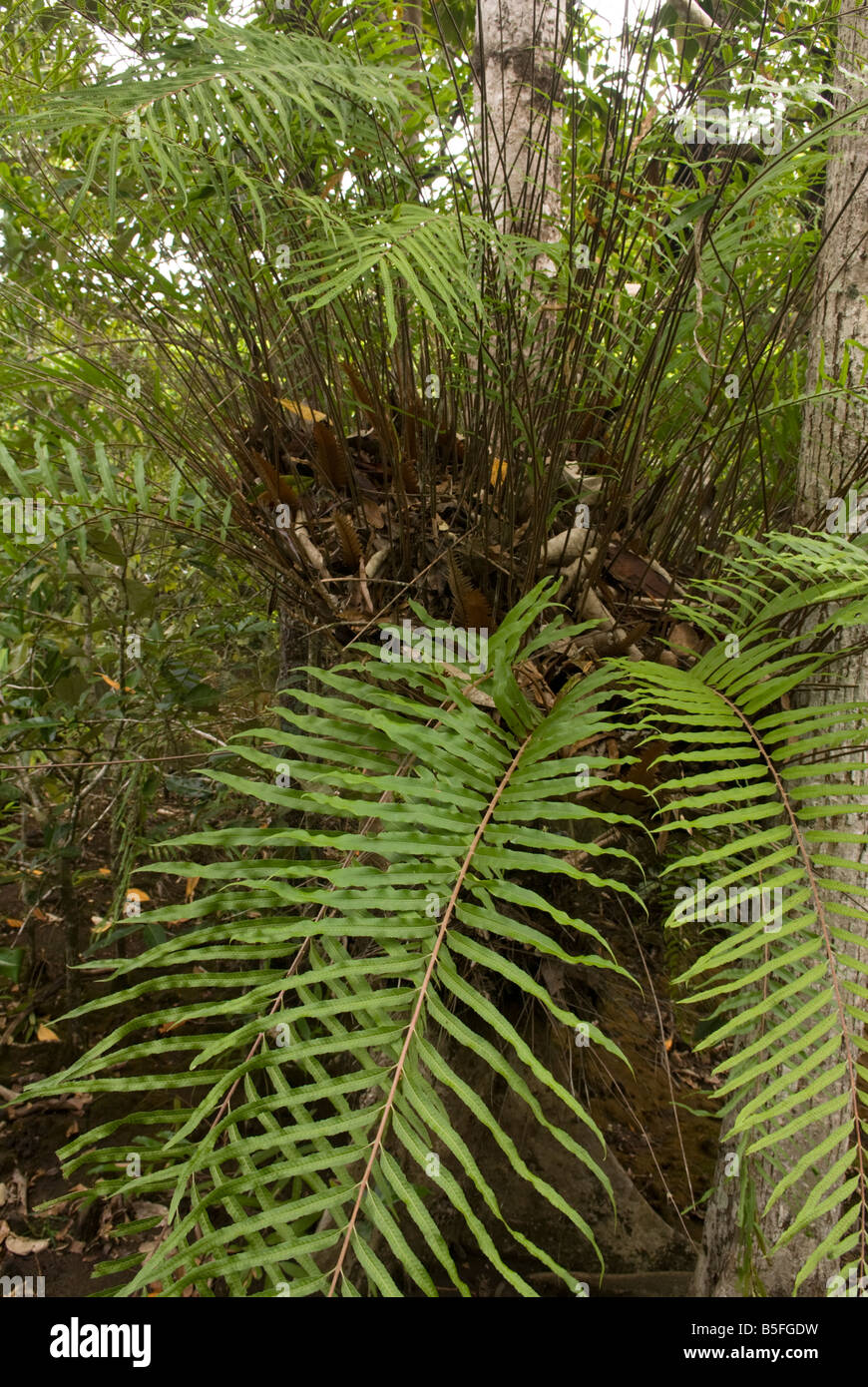 A tree fern in the Daintree Rainforest Australia Stock Photo - Alamy