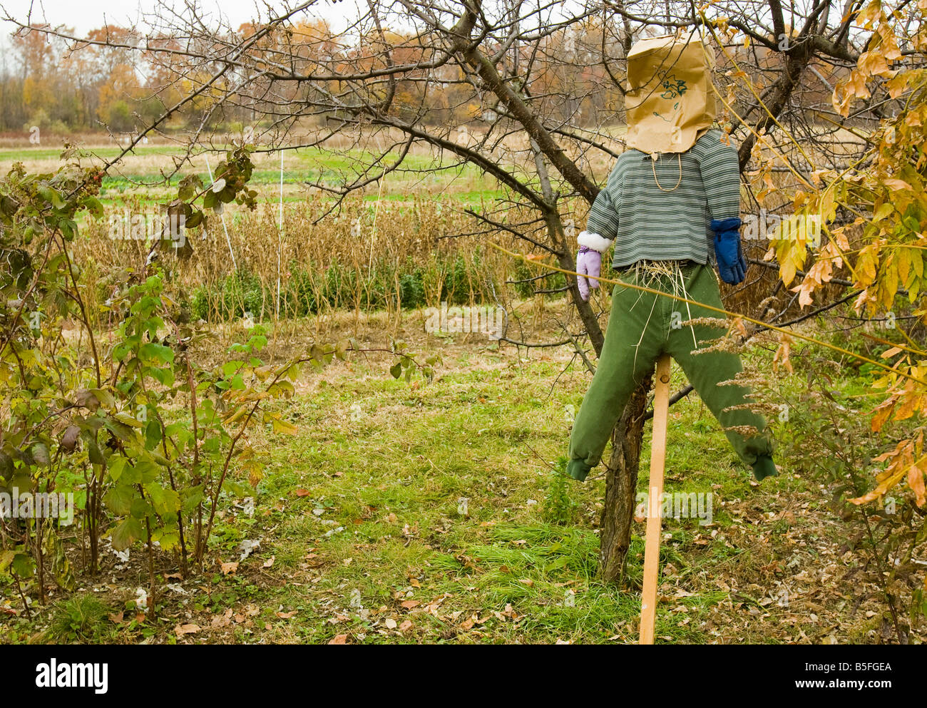 Scarecrow on a farm Stock Photo - Alamy