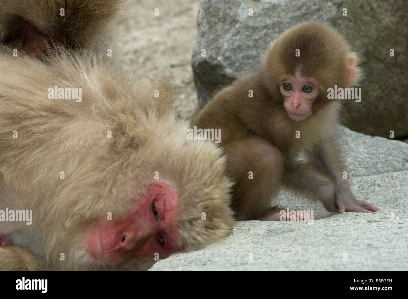 Newborn Japanese macaque Macaca fuscata looks at resting mother ...