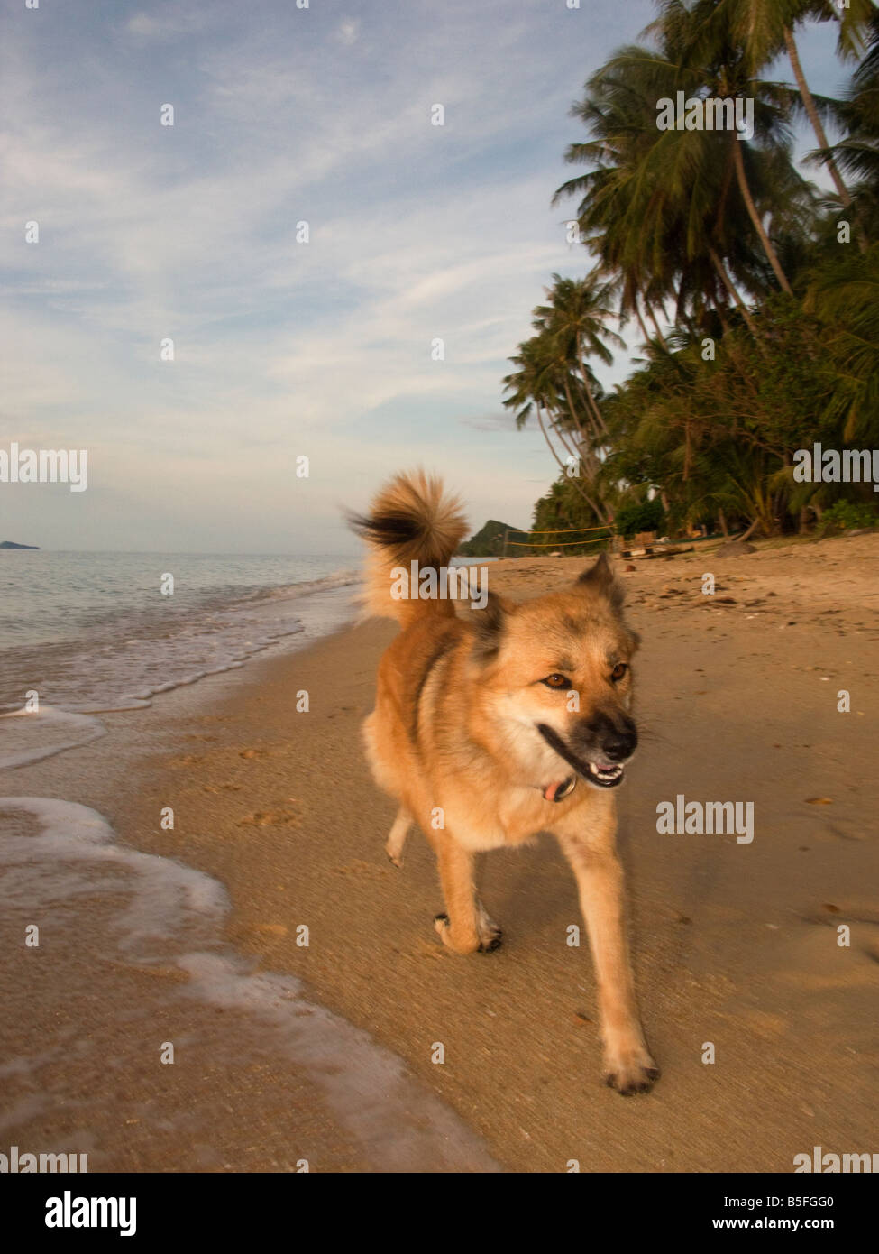 Dog running along the beach, Koh Samui Stock Photo - Alamy