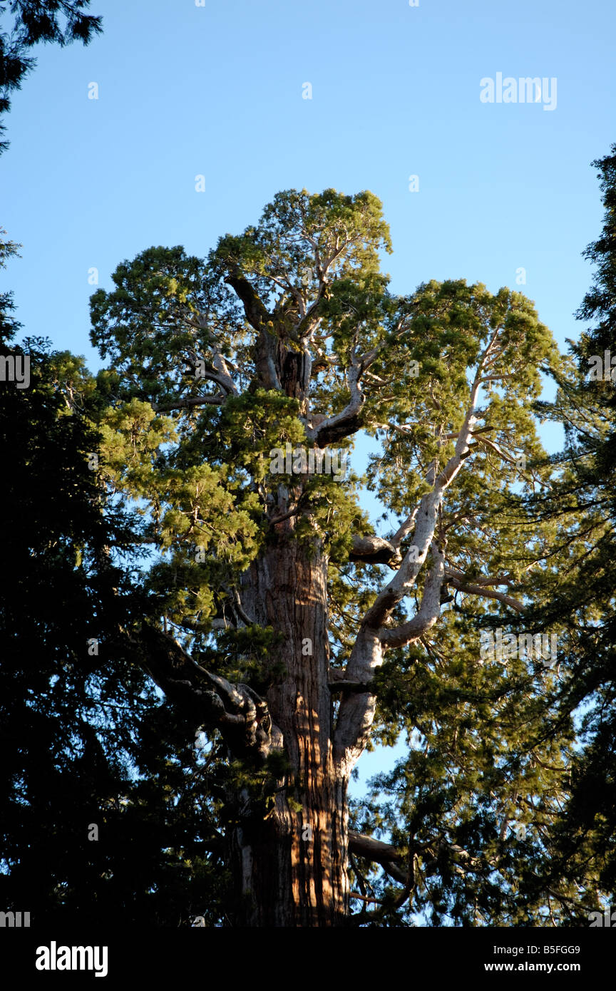 General Grant Tree Stock Photo - Alamy