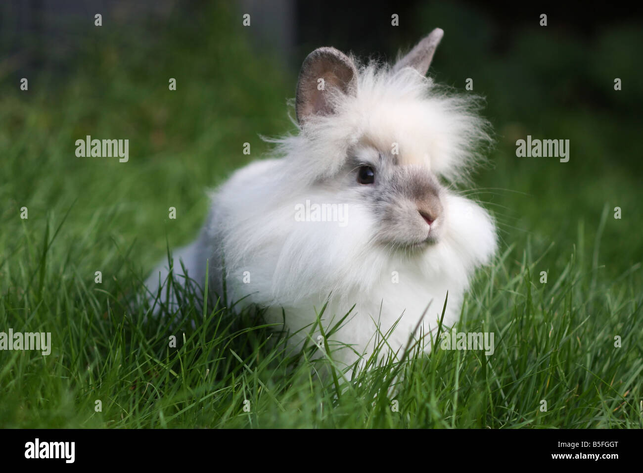 Lion head rabbit hi-res stock photography and images - Alamy