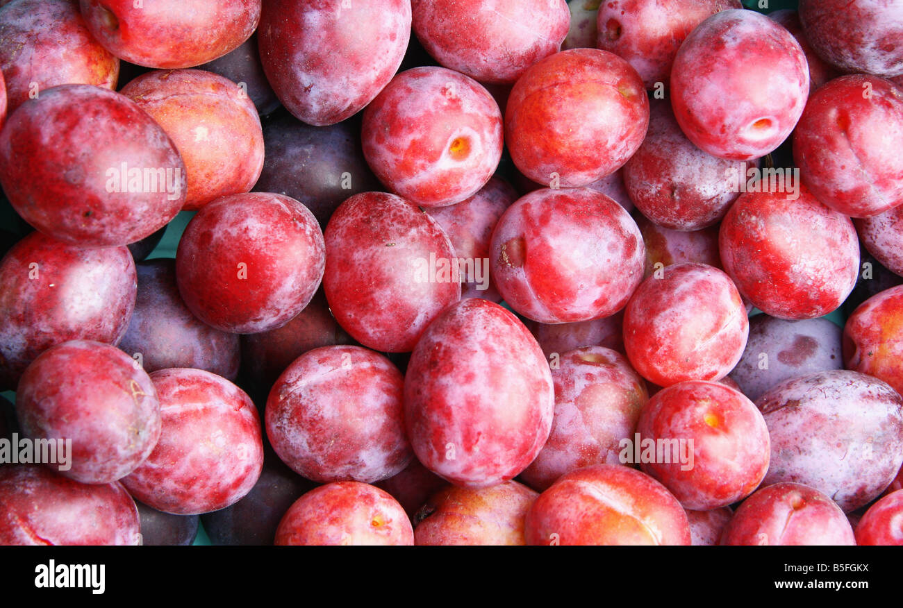 Lots red ripe plums may be used as background Stock Photo - Alamy
