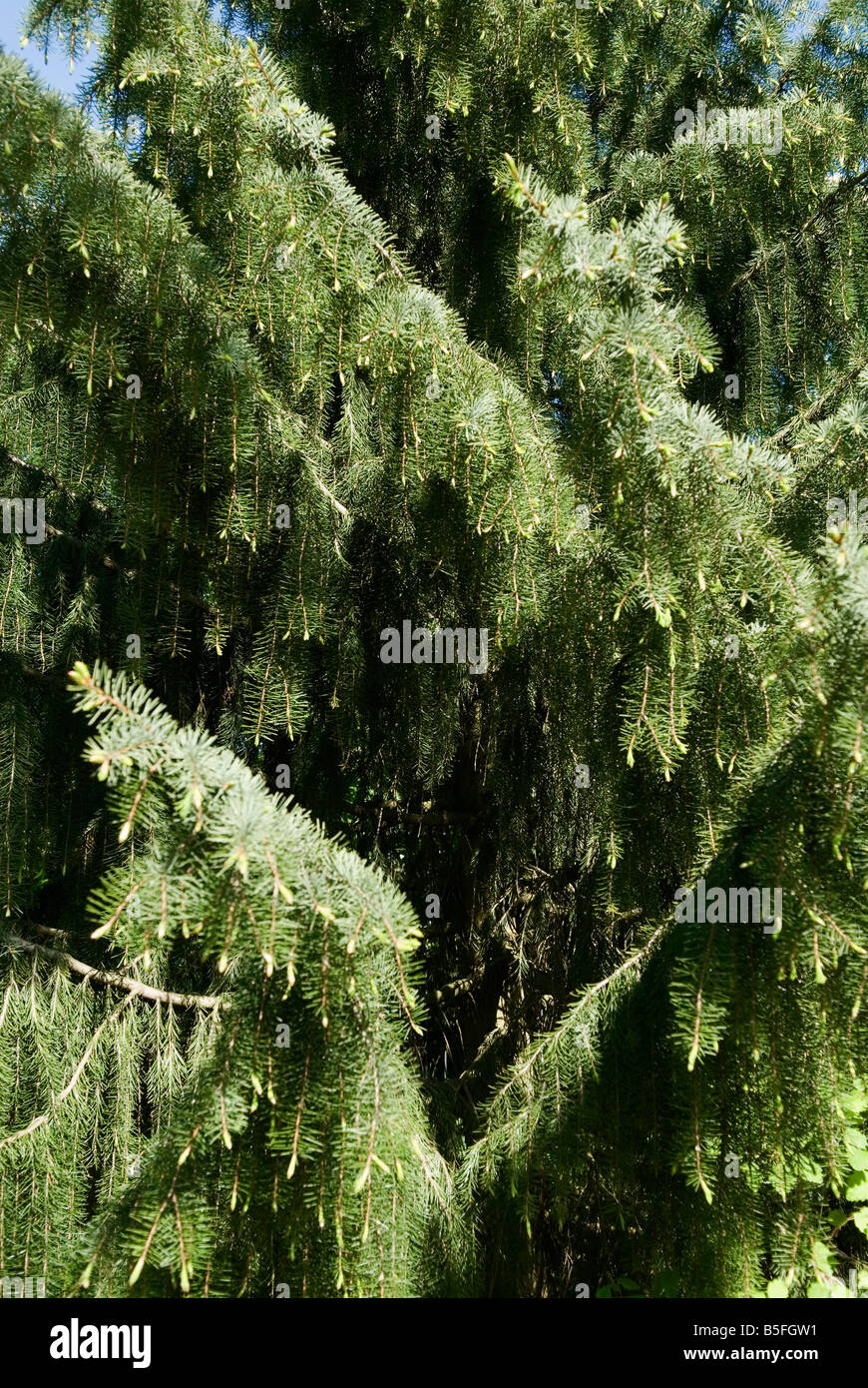Picea breweriana Brewer s spruce or Weeping spruce Stock Photo - Alamy