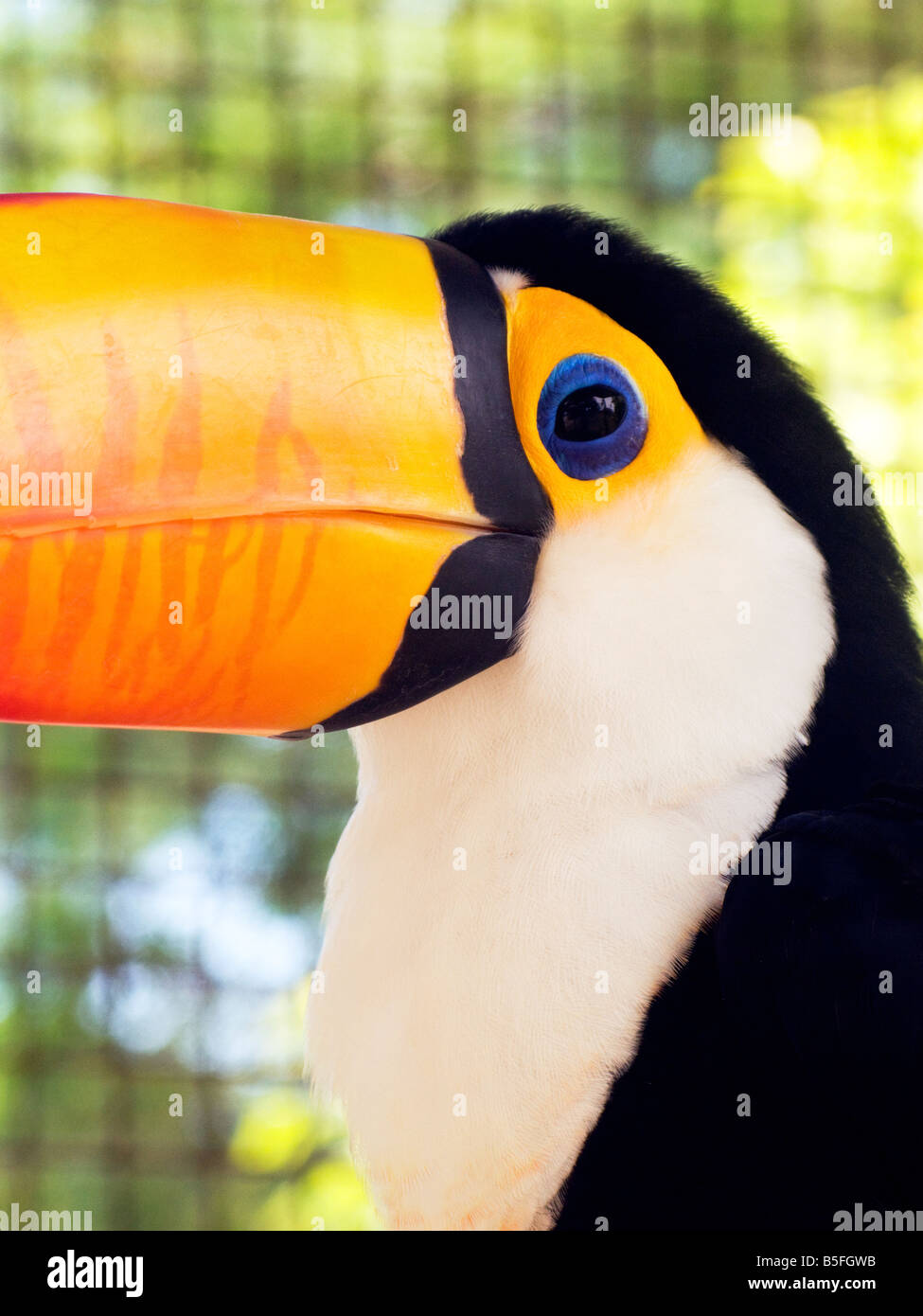 Tucan hi-res stock photography and images - Alamy