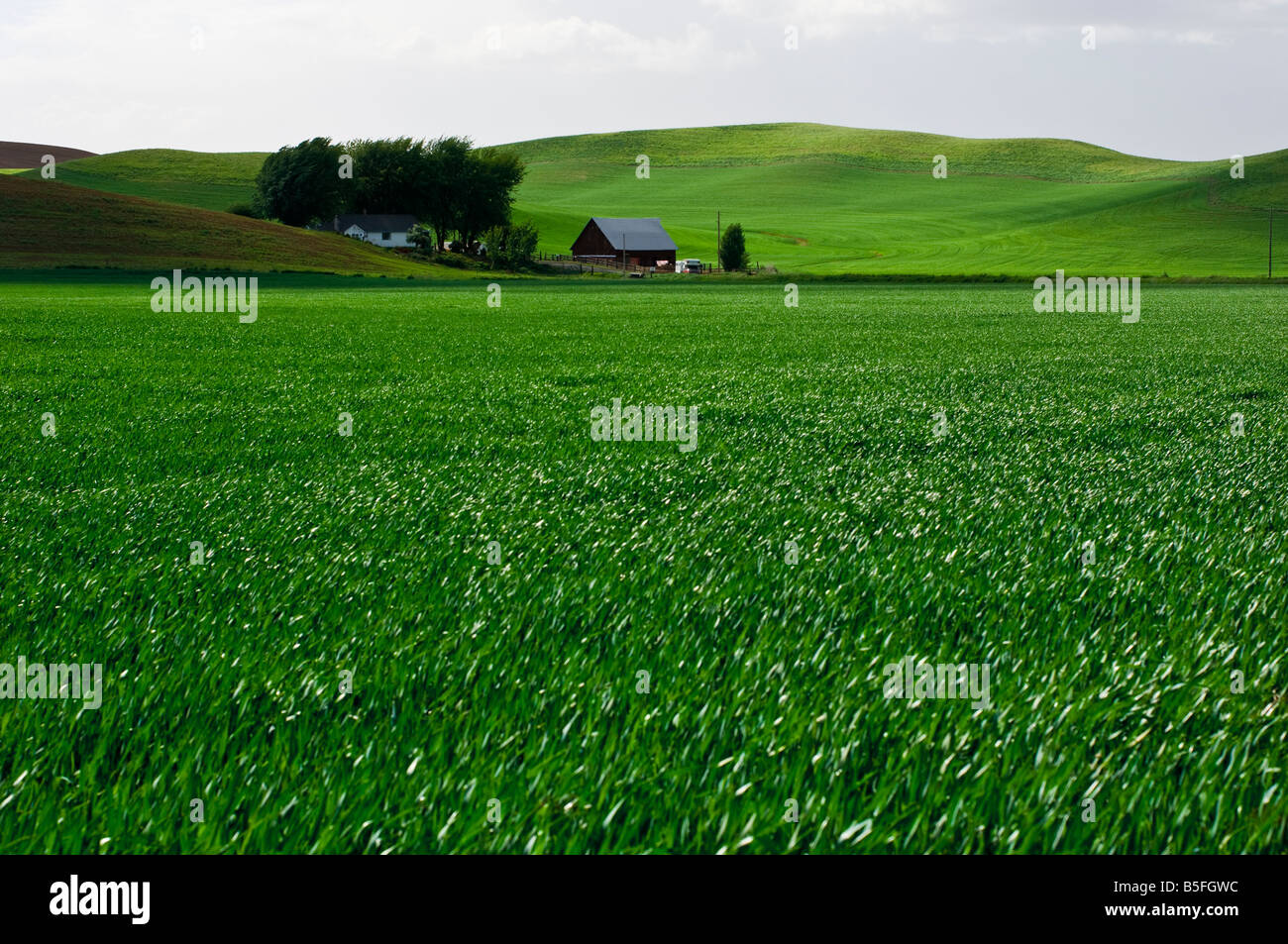 Green grass and farm along the palouse, southeastern washington, USA ...
