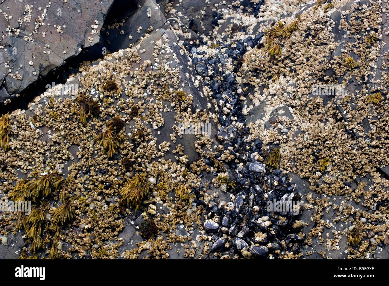 Mussels and barnacles cling to rocks at low tide on the central Oregon ...