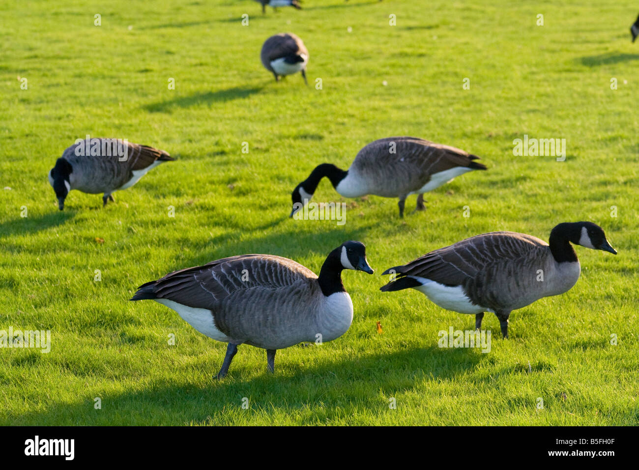 Canada geese eating grass hi-res stock photography and images - Alamy