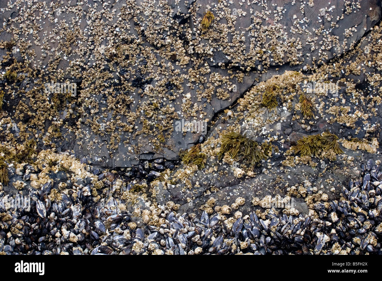 Barnacles and mussels cluster on rocks at low tide on the central ...