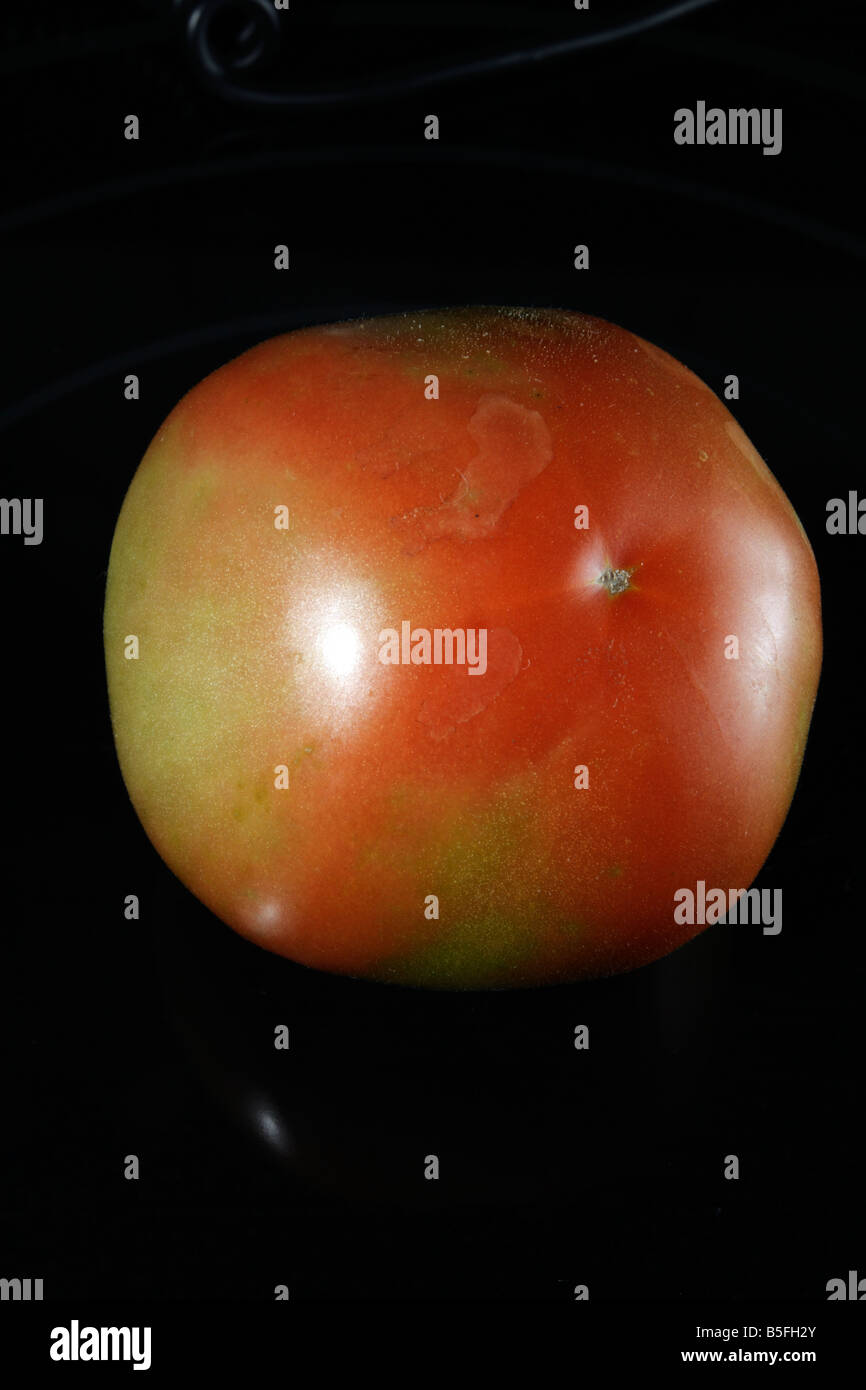 Bottom of ripening striped green and red tomato on black Stock Photo ...