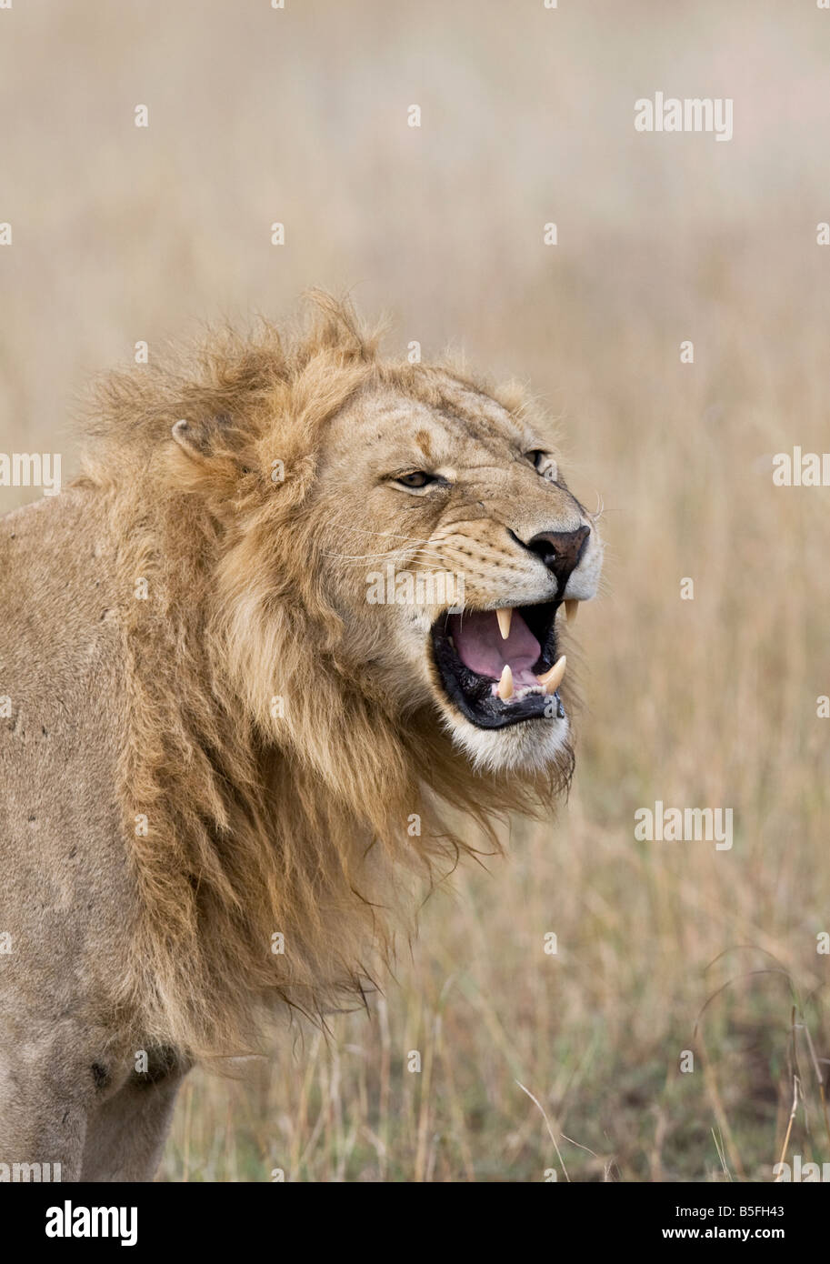 Male lion roaring hi-res stock photography and images - Alamy