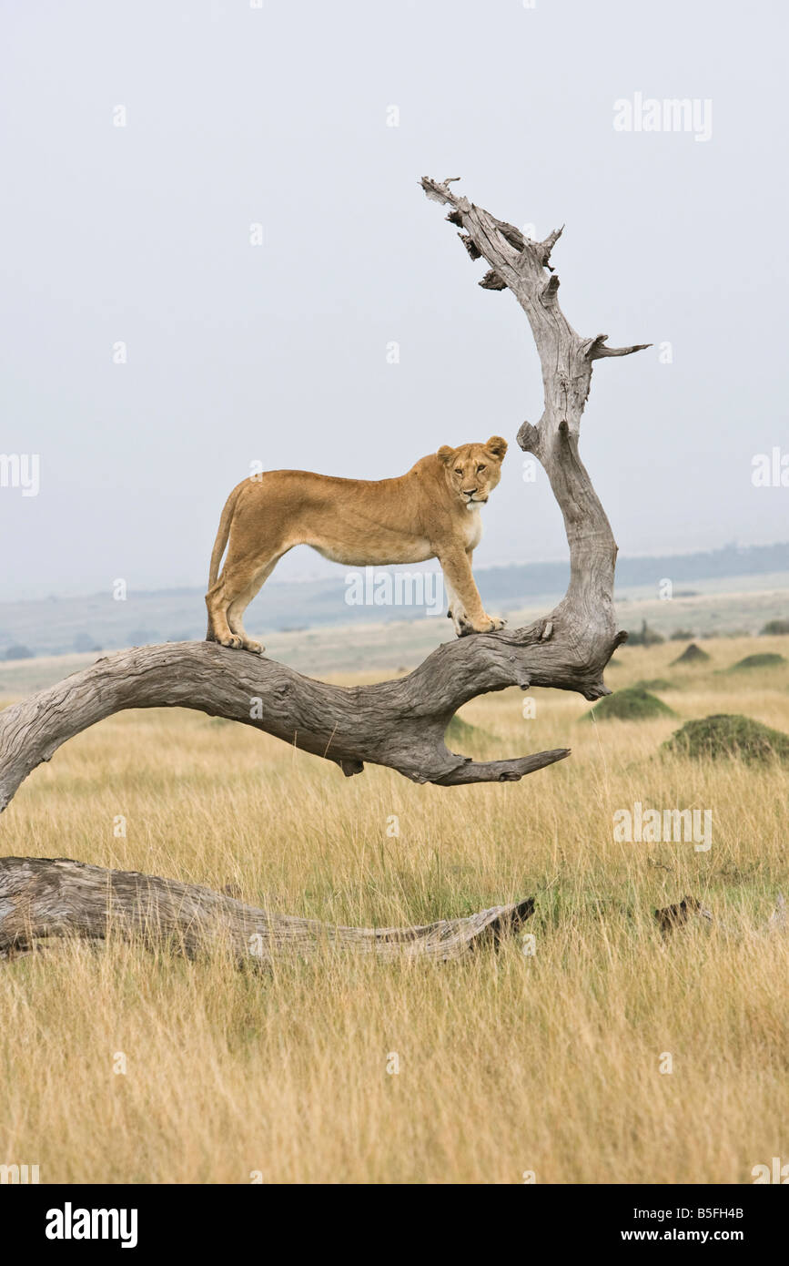 Lioness standing hi-res stock photography and images - Alamy
