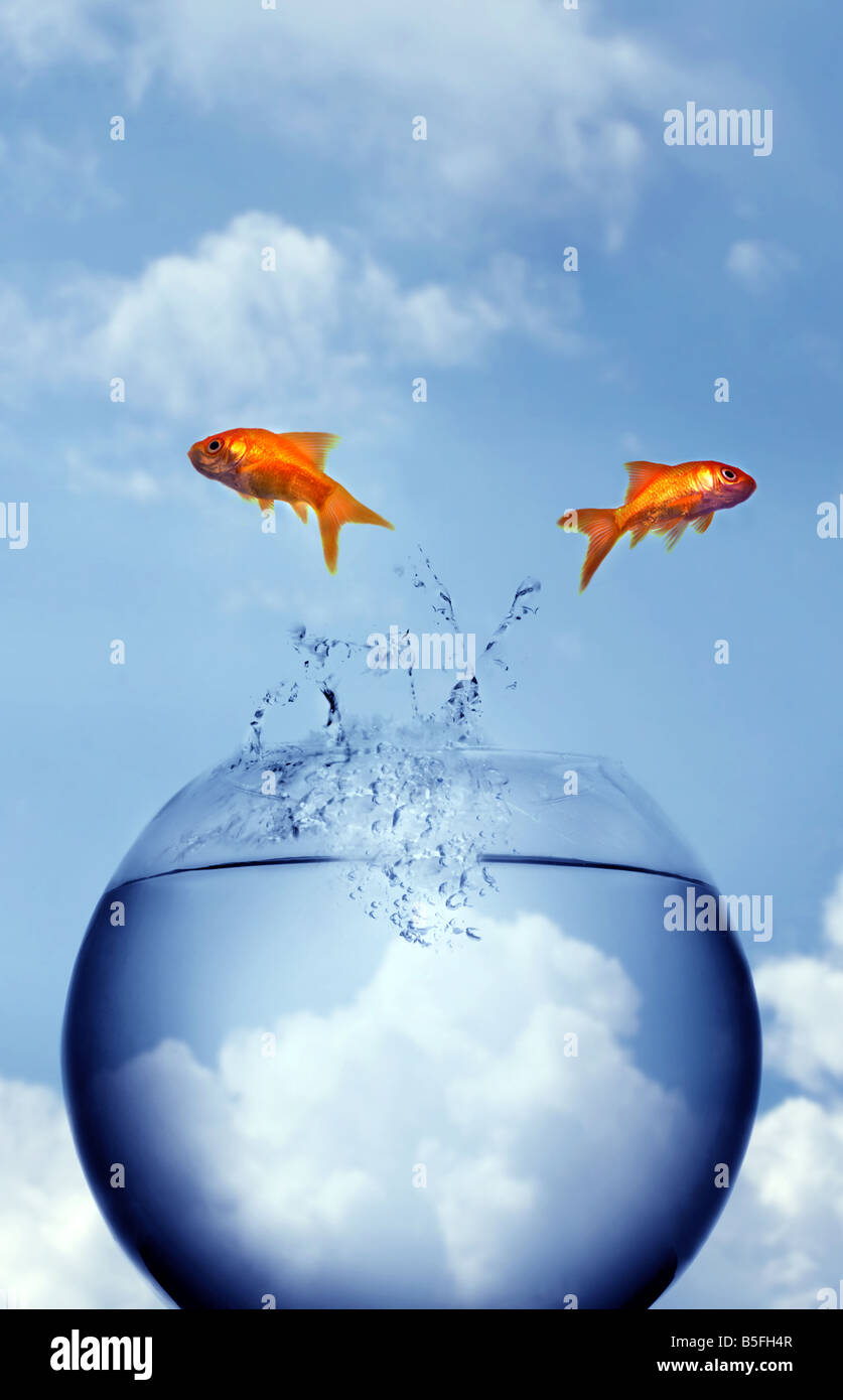 Fish Jumping Out Of The Water High Resolution Stock Photography and ...