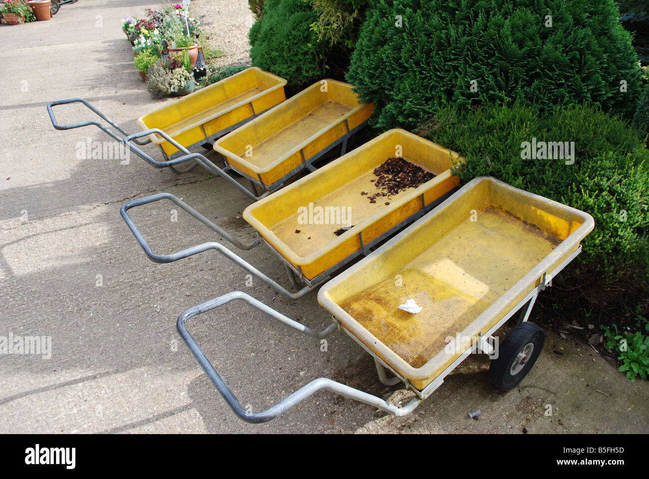 Row of yellow wheelbarrows at a garden center Stock Photo - Alamy