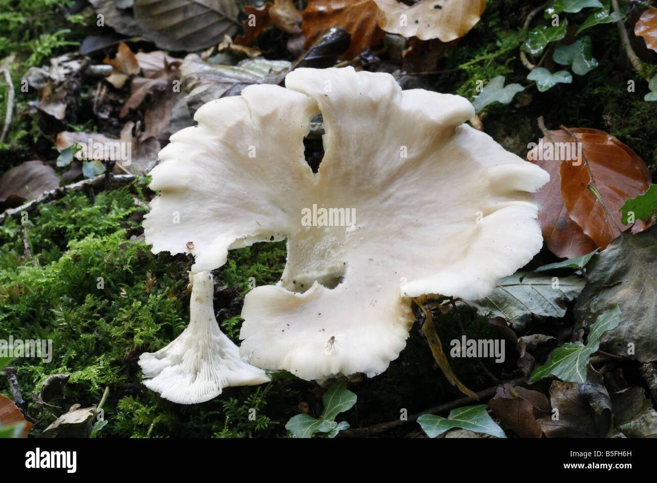 Large white fluted mushroom Stock Photo - Alamy