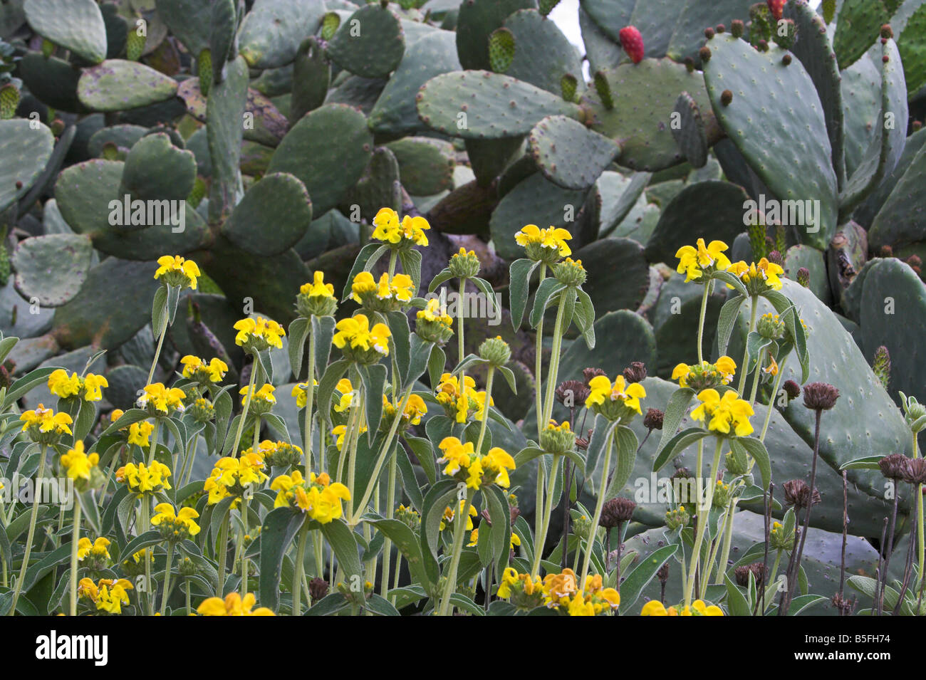 Roadside flowers hi-res stock photography and images - Alamy