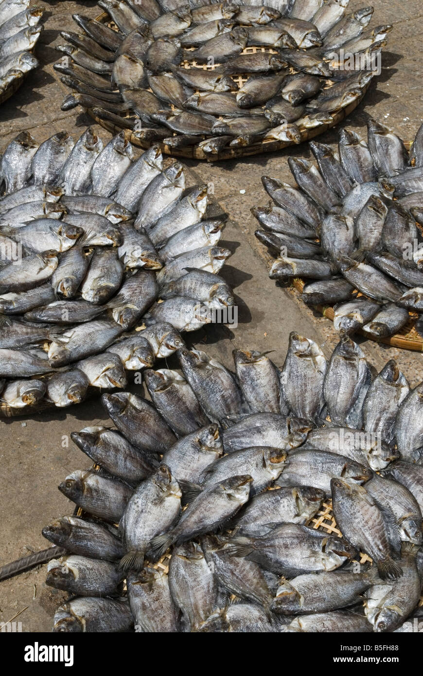 Circular pattern display of fresh Vietnamese fish at Binh Tay Market ...