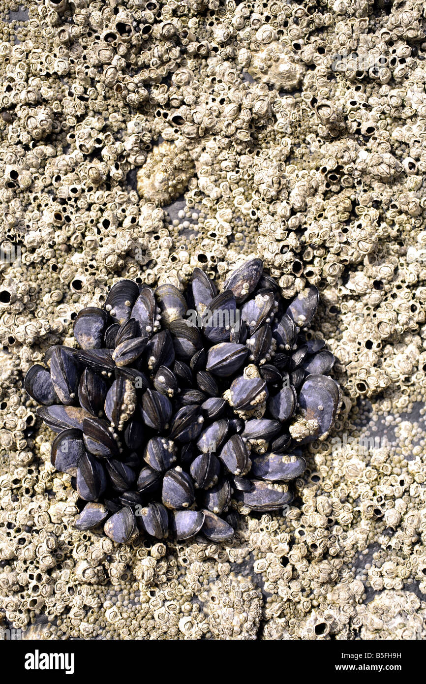 Barnacles Ireland High Resolution Stock Photography and Images - Alamy