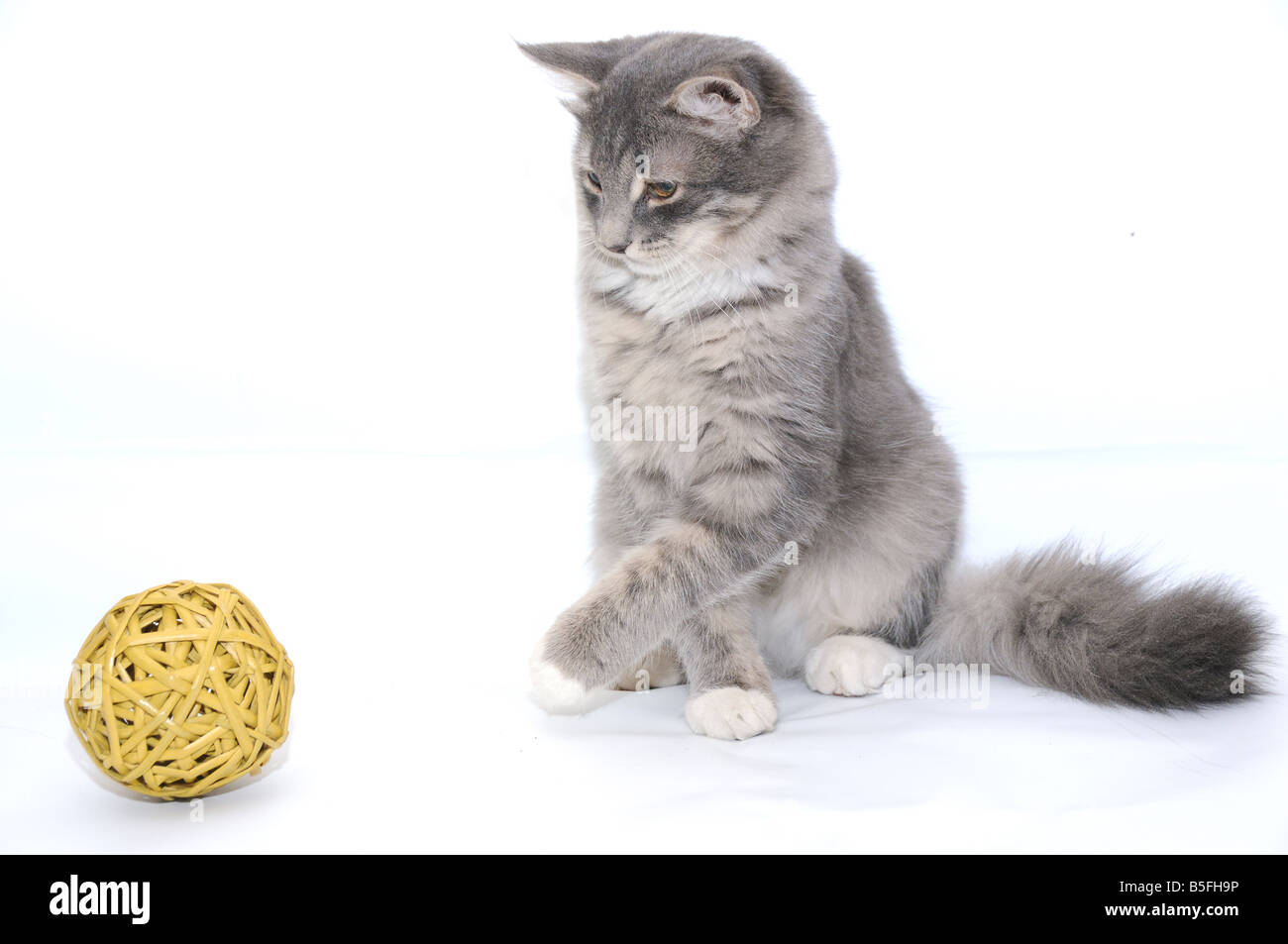 Hair ball cat hi-res stock photography and images - Alamy